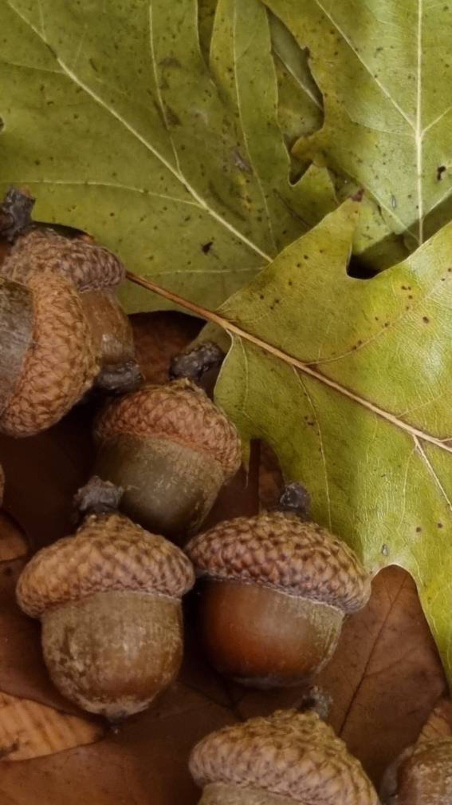 50 Natural Oak Acorns Real Oak Acorns With Caps Decoration Ornaments ...