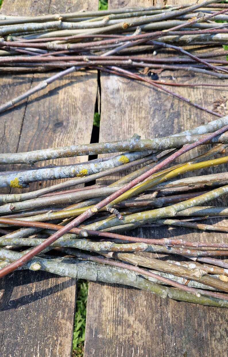 Dry Rowan Tree Wands Rowan Twigs Sticks Rowan Branches Mountain Ash ...