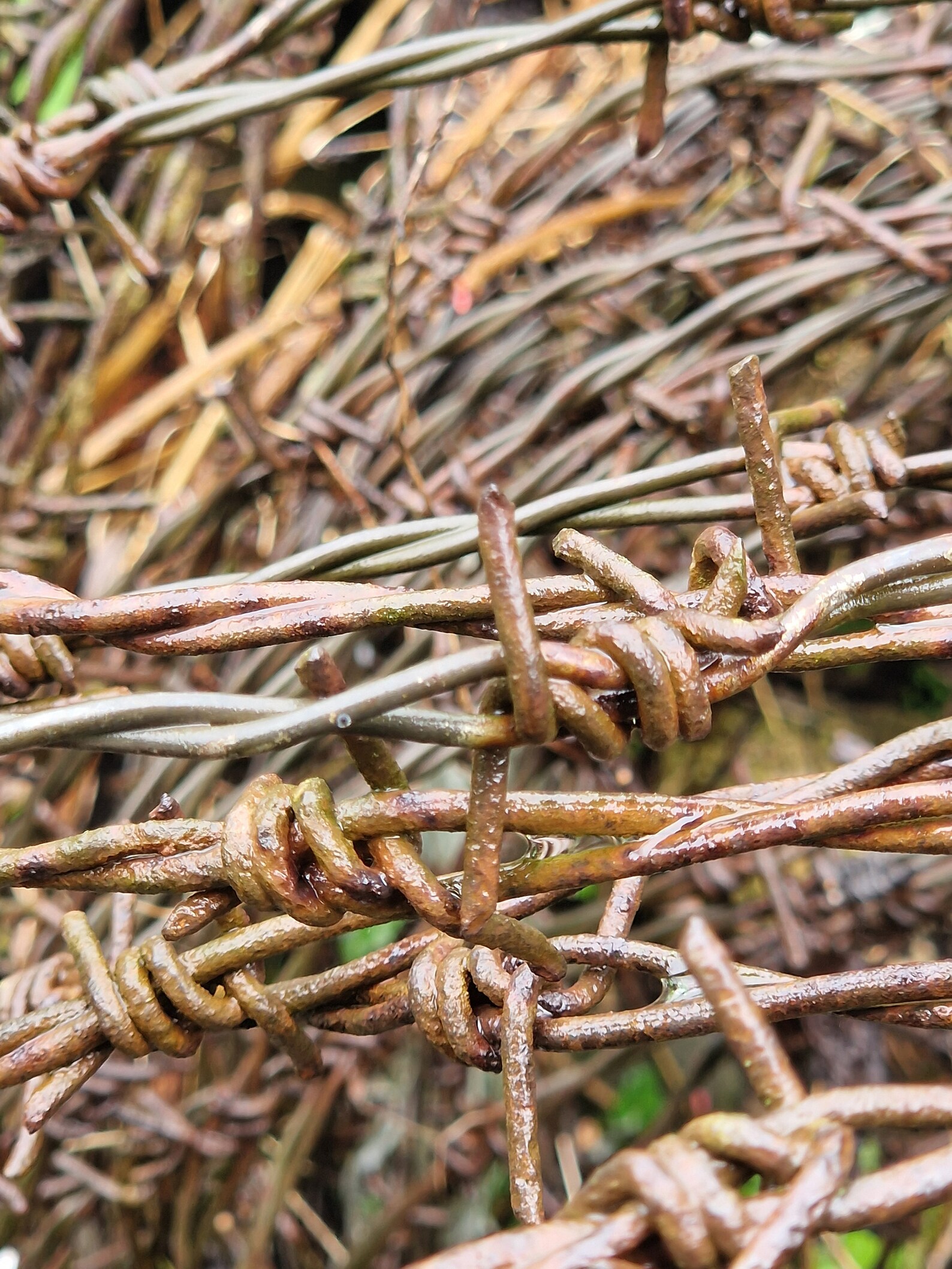 2.5 Meter Vintage Rusty Barbed Wire Old Rusty Wire - Etsy