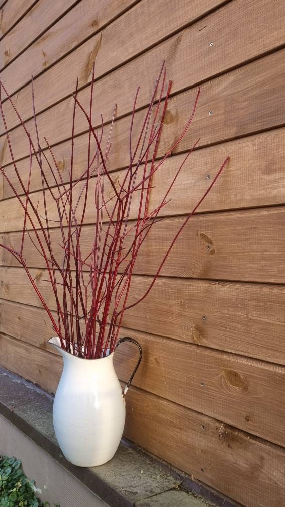 Corniolo rosso naturale rami alti rami di legno rami di Natale ...