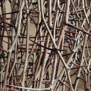 Set of 12 Sharp Branches for Craft Branches With Thorns Dried Thorny ...