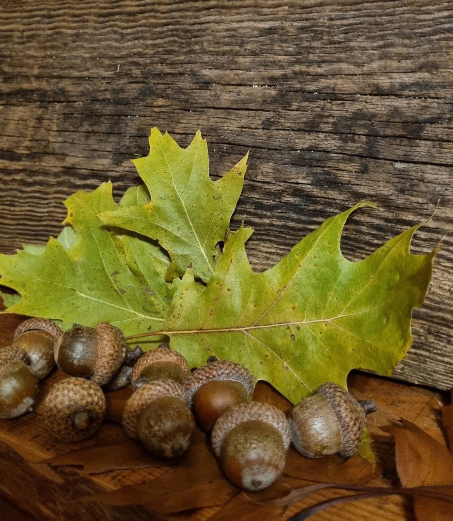 50 Natural Oak Acorns Real Oak Acorns With Caps Decoration Ornaments ...