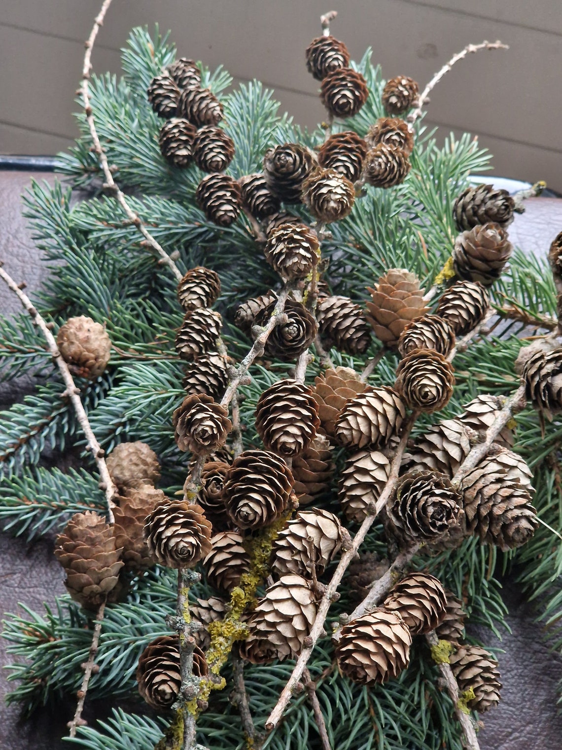 Set of 12 Natural Larch Cones With Branches or 50 Larch Pines - Etsy