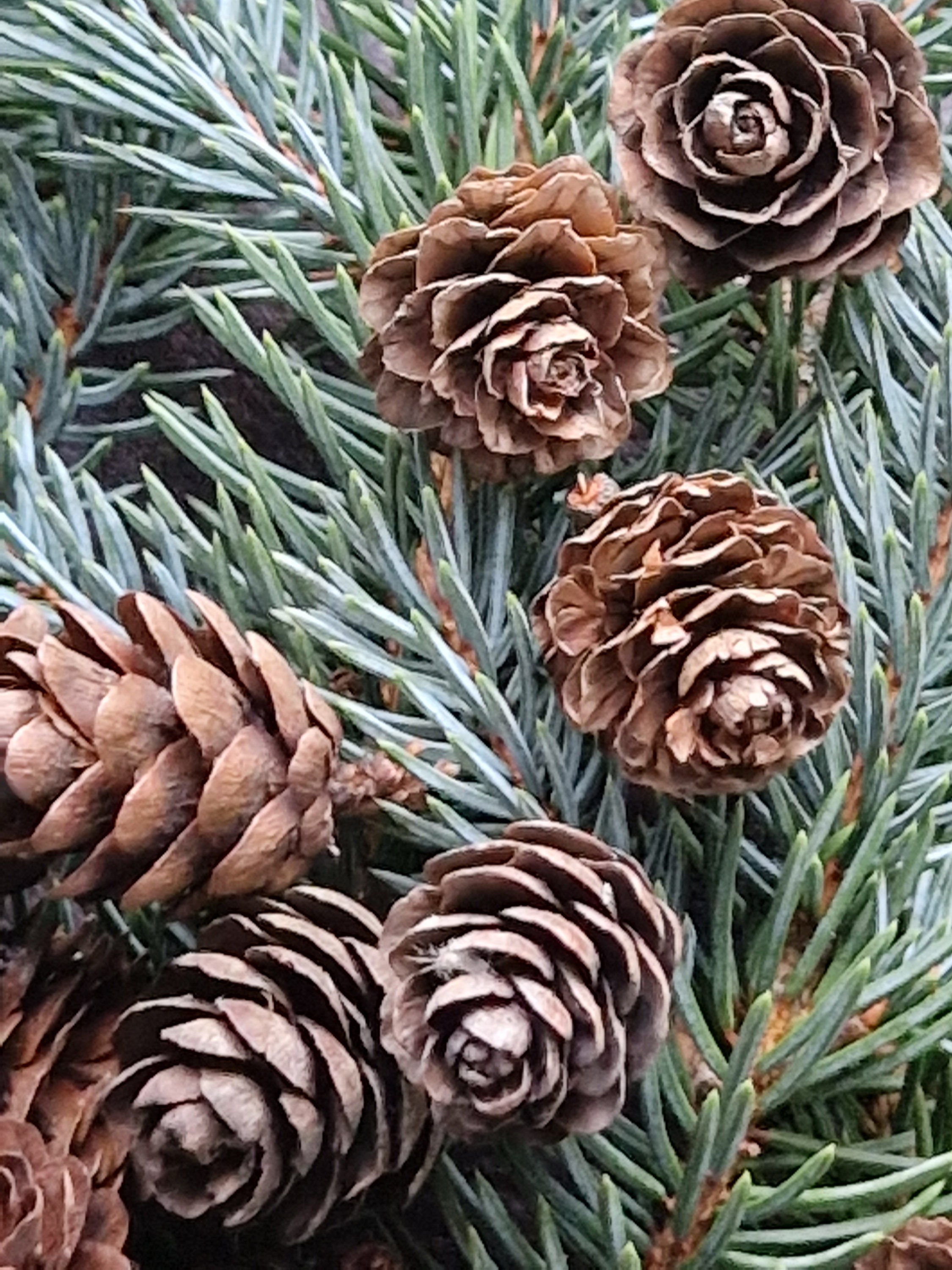 Set of 12 Natural Larch Cones With Branches or 50 Larch Pines Cones ...