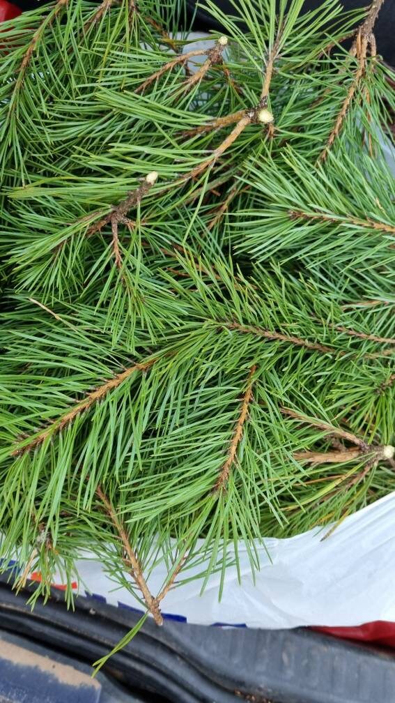 Set of 30 Fresh Cut Green Pine Branches Woodland Branch for Christmas ...