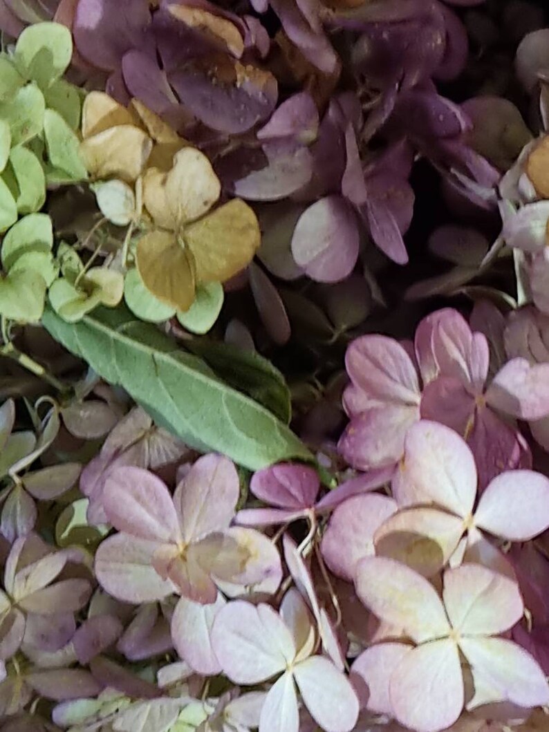 Hydrangeas Flowers Confetti in Box Dried Multicolored Flowers Wedding ...
