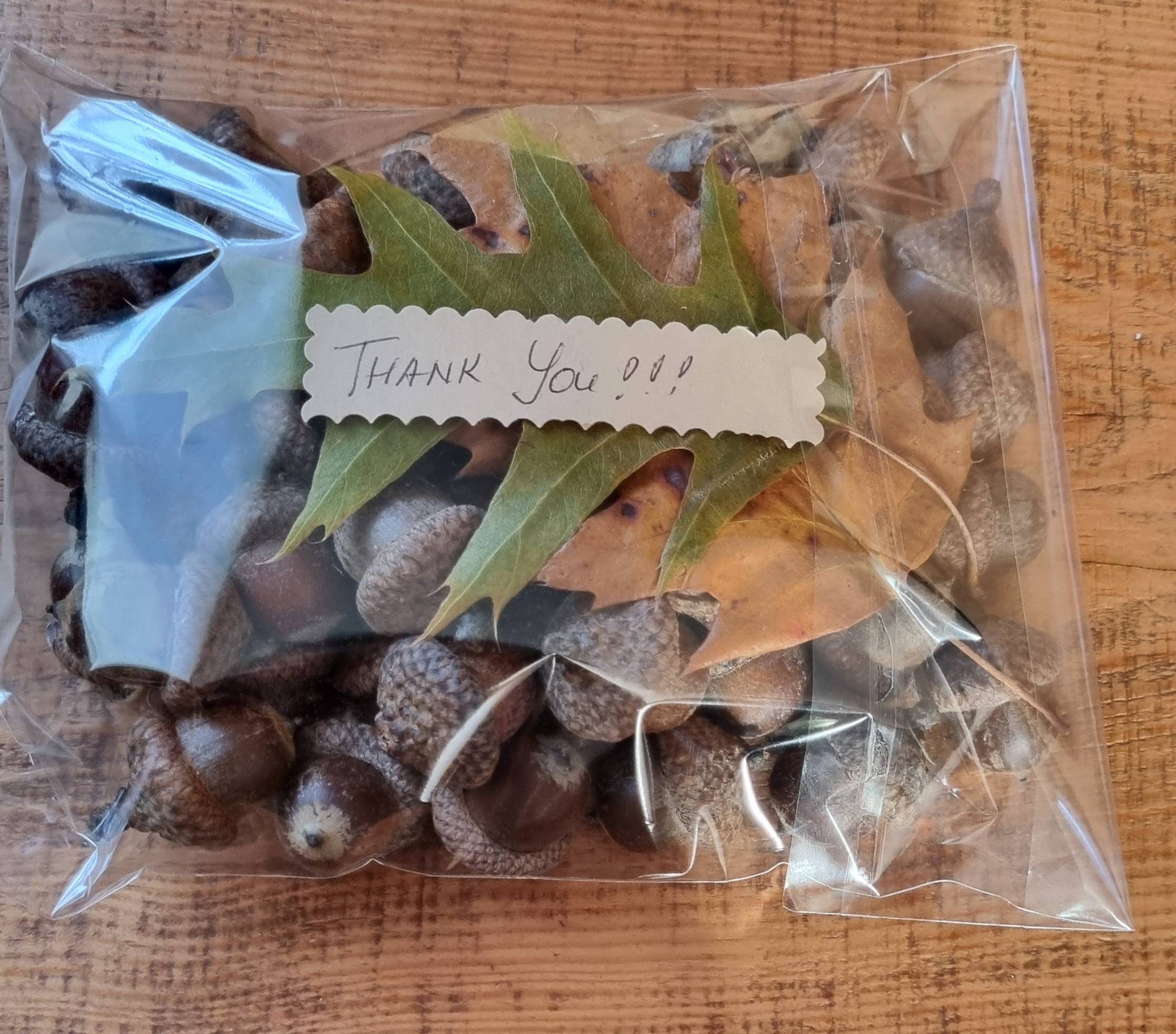 50 Natural Oak Acorns Real Oak Acorns With Caps Decoration Ornaments ...