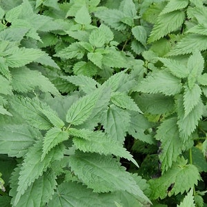 Natural Nettles Broom Real Dry Nettles Bunch From Forest Natural ...