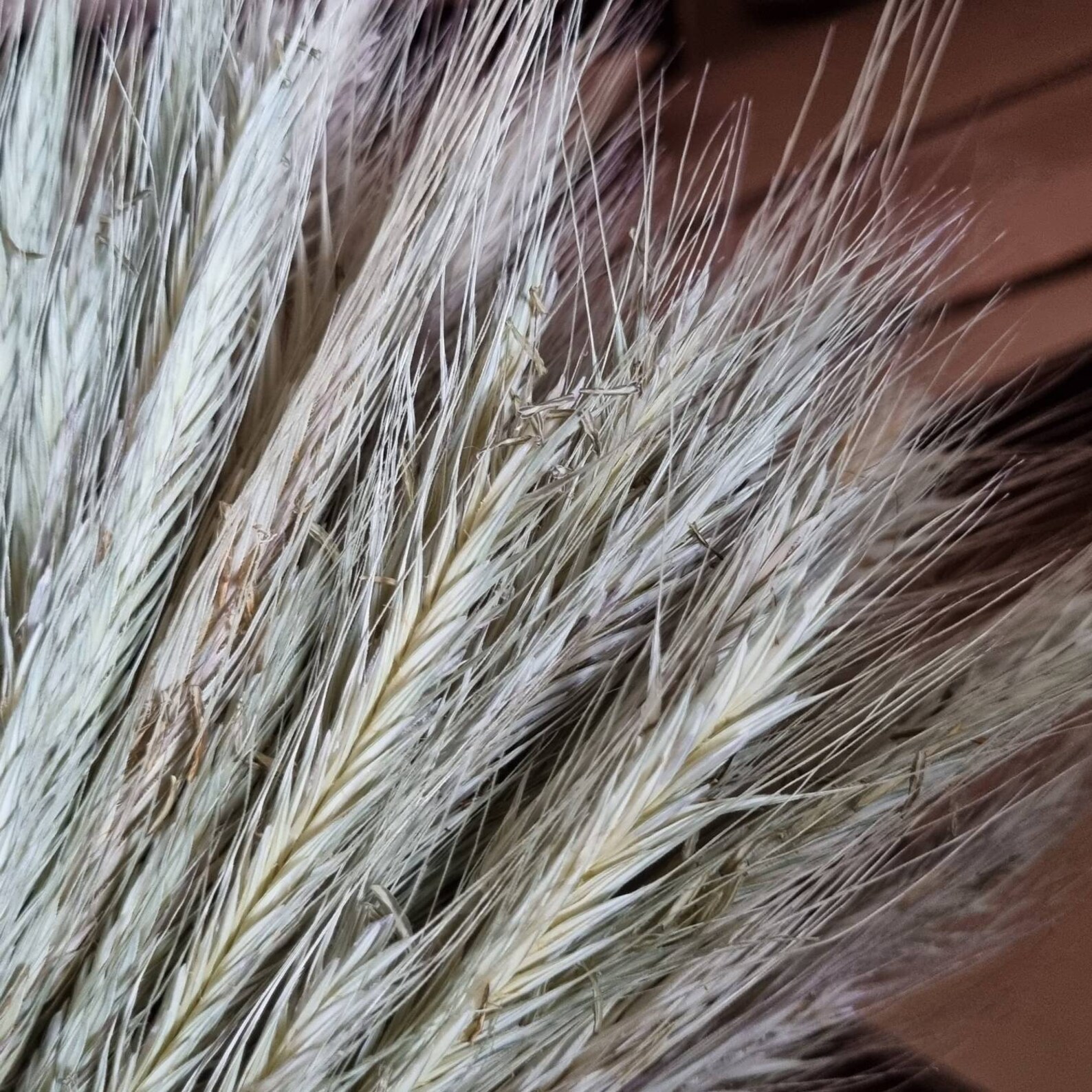 Dried Rye Bouquet Natural Wheat Cereals Dried Flowers Dried - Etsy