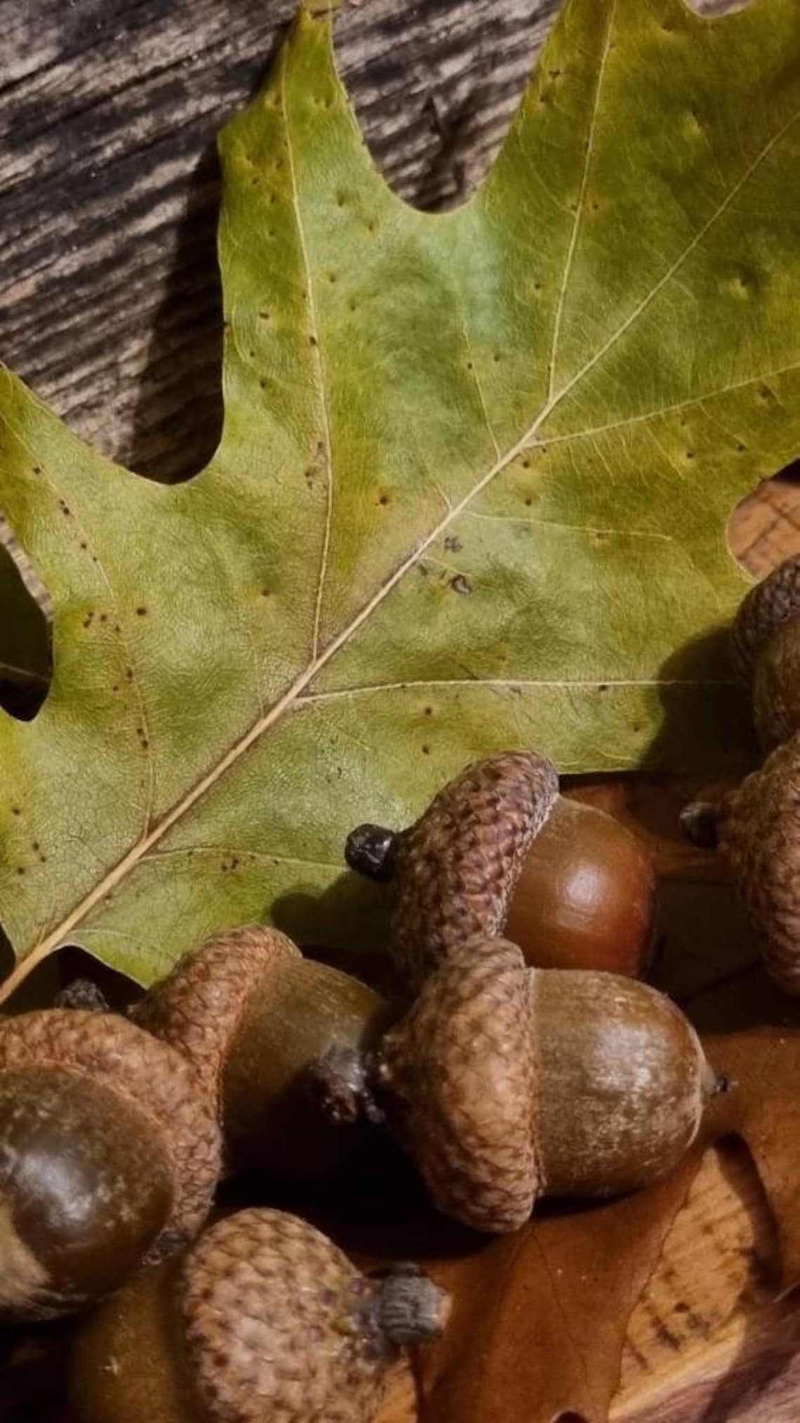 50 Natural Oak Acorns Real Oak Acorns With Caps Decoration Ornaments ...