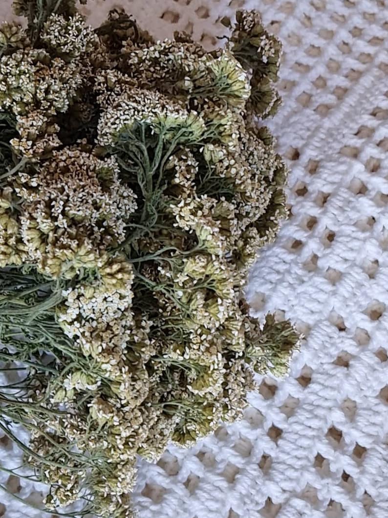 Natural Yarrow Herb Dried Flower Bouquet White Yarrow Achillea ...