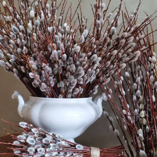 Pussy Willow Bouquet - Etsy