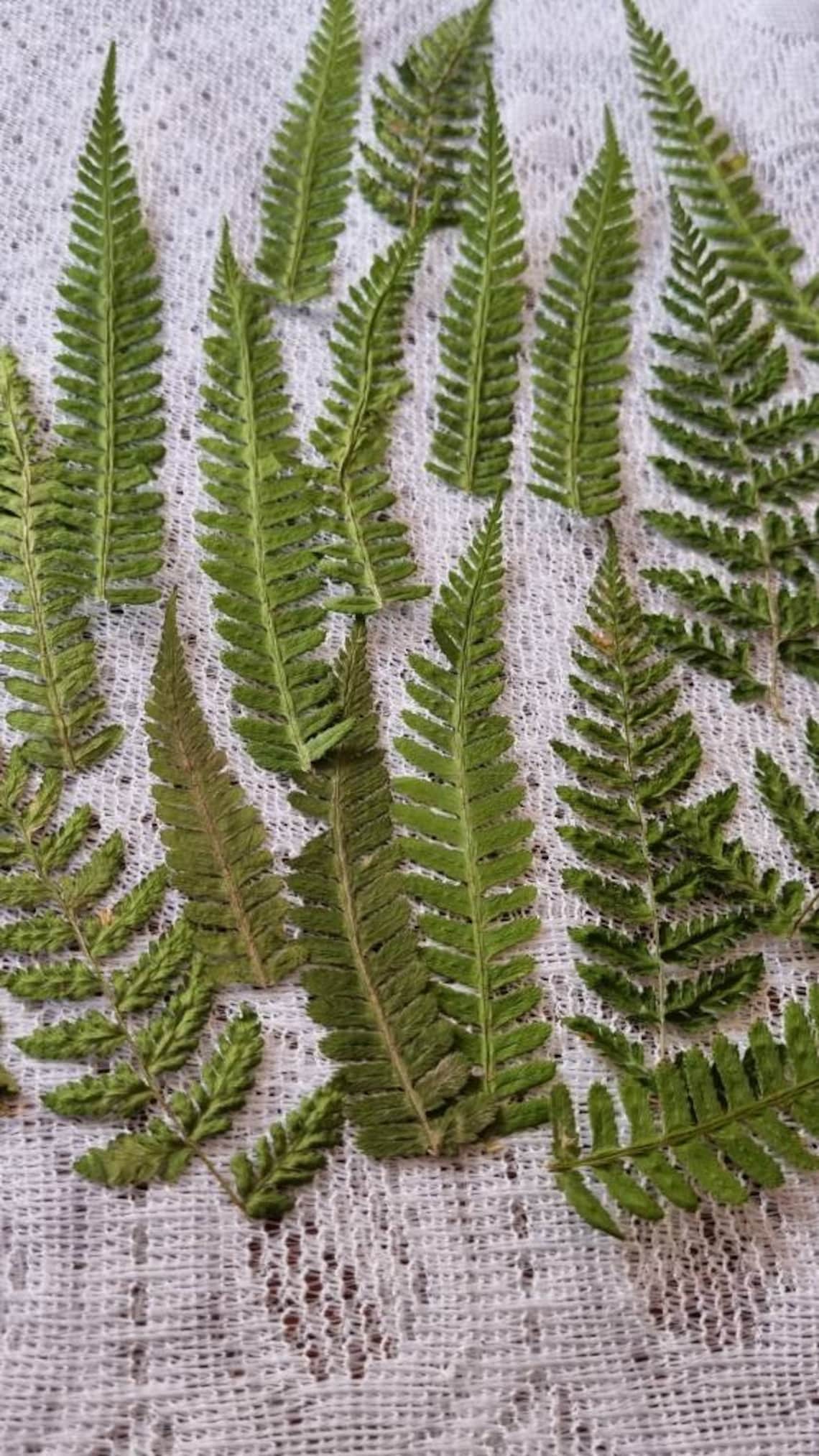 Real Pressed Fern Leaves Natural Ferns Dried Pressed Fern Green Leaf ...