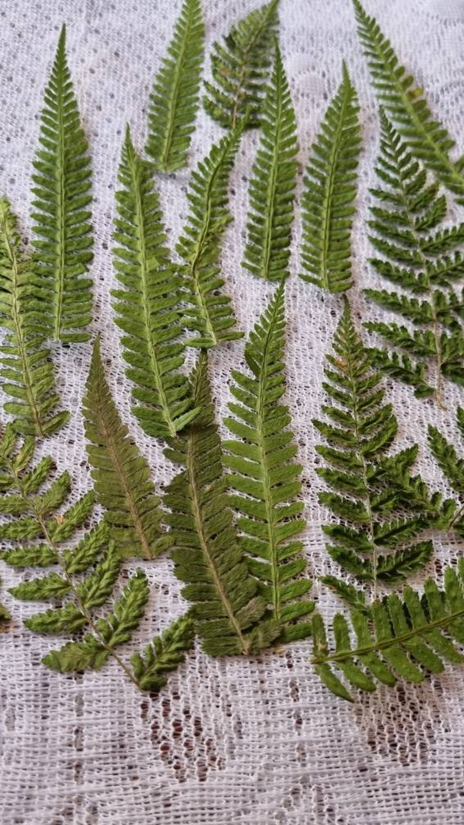 Real Pressed Fern Leaves Natural Ferns Dried Pressed Fern Green Leaf ...