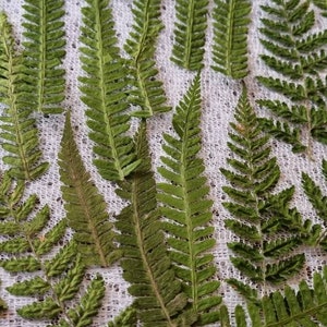 Real Pressed Fern Leaves Natural Ferns Dried Pressed Fern Green Leaf ...