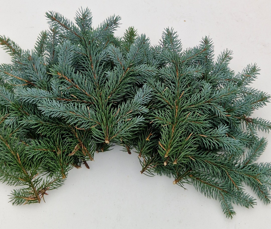 Set of 12 Sharp Spruces Branches Natural Blue Spruce Christmas Branches ...