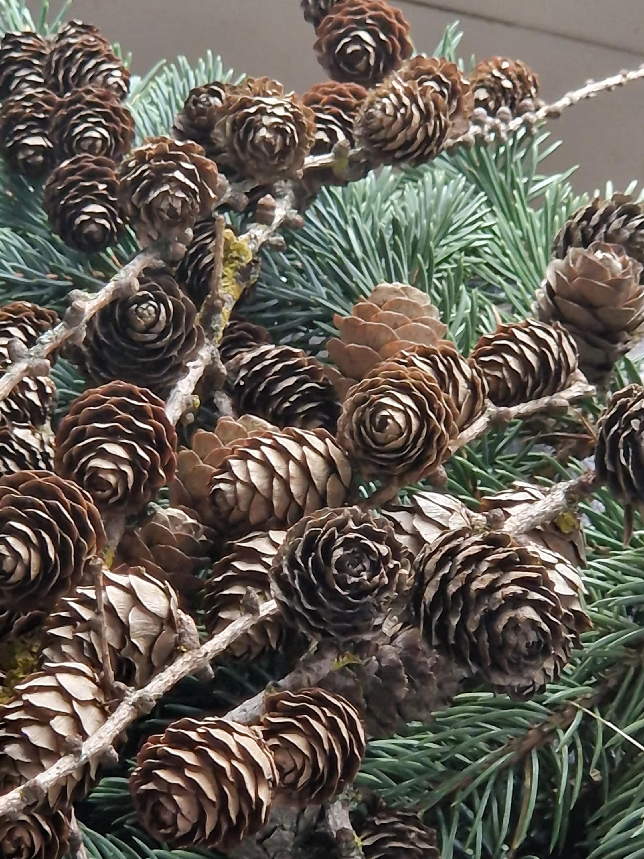 Set of 12 Natural Larch Cones With Branches or 50 Larch Pines Cones ...