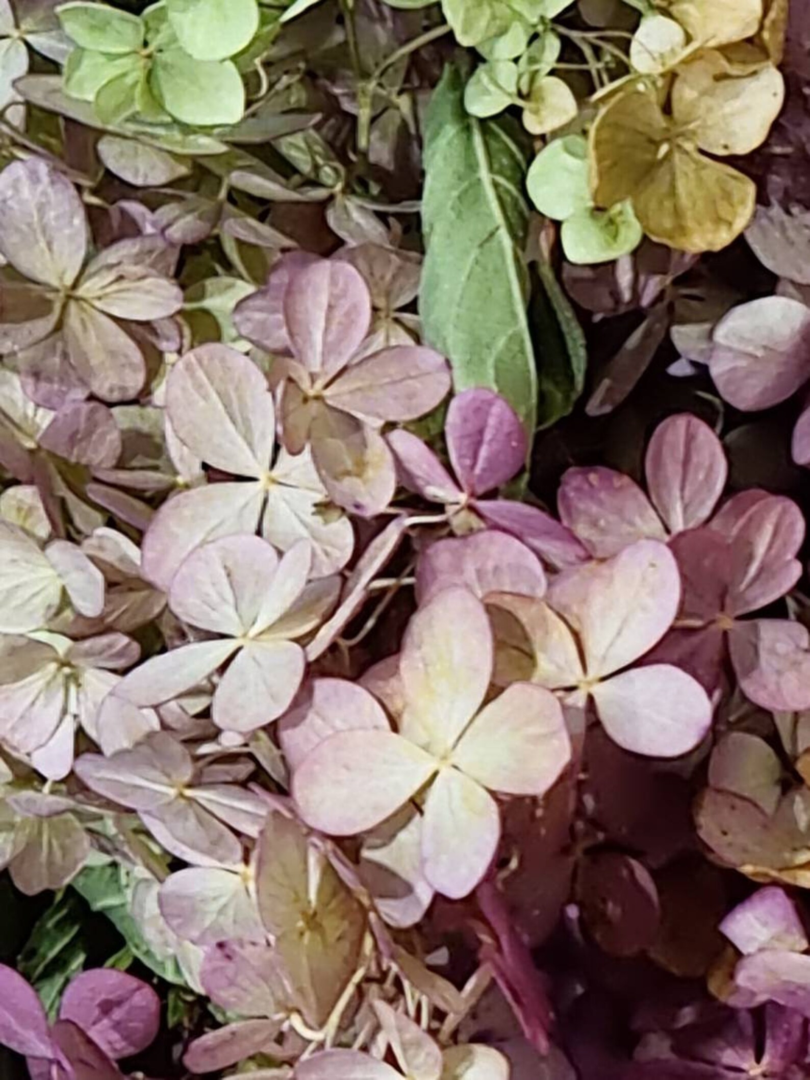 Hydrangeas Flowers Confetti in Box Dried Multicolored Flowers Wedding ...