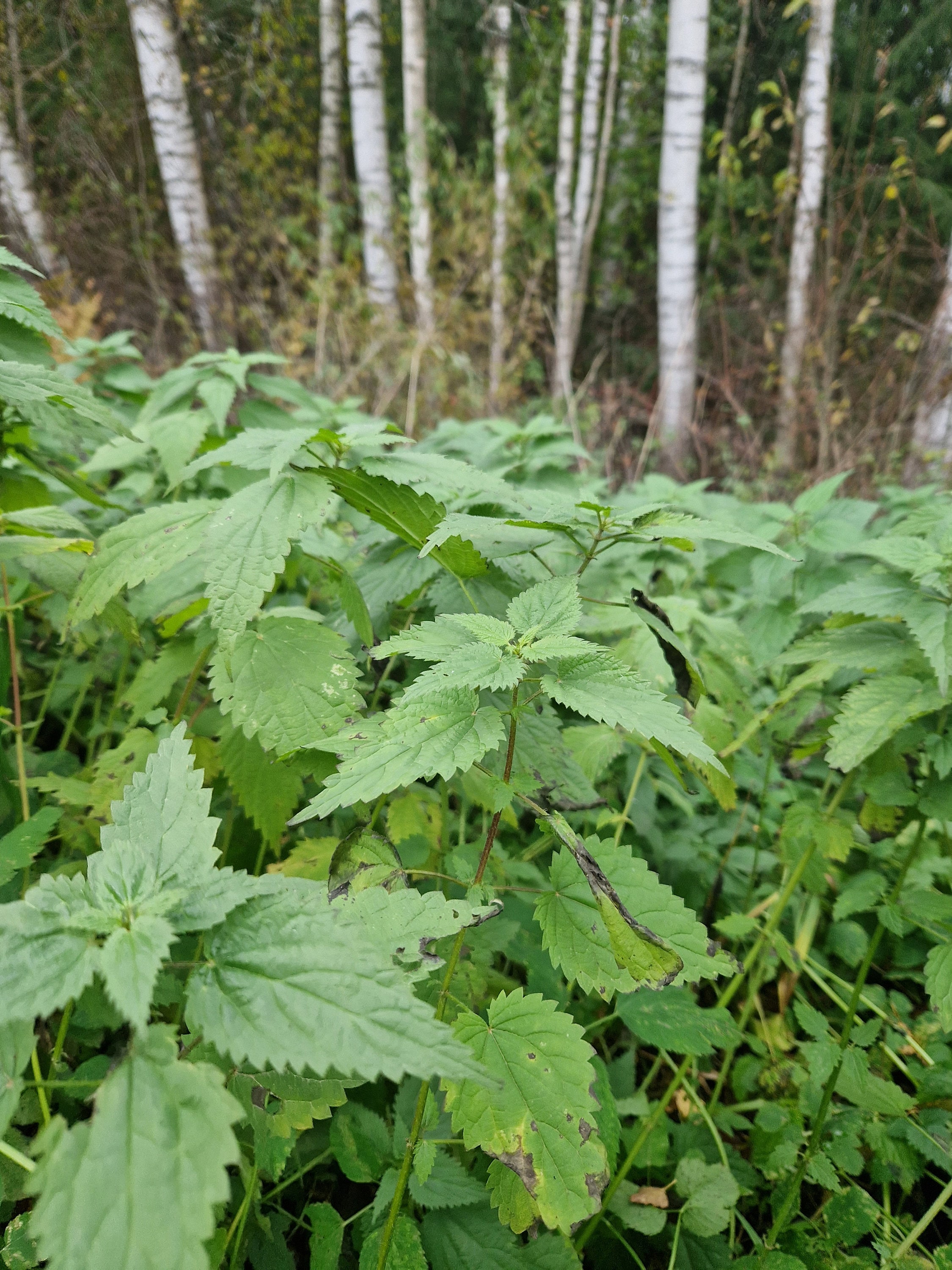 Natural Nettles Broom Real Dry Nettles Bunch From Forest - Etsy