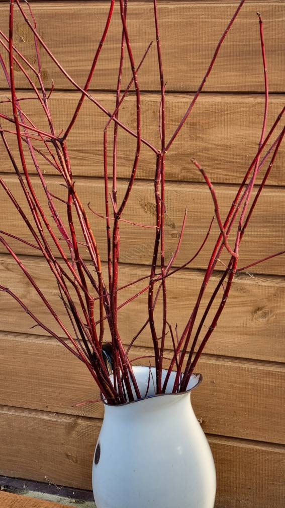 Corniolo rosso naturale rami alti rami di legno rami di Natale ...