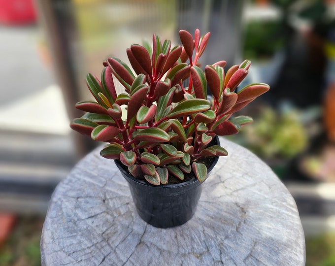 Peperomia Graveolens Rare Taco Plant Succulent - Etsy