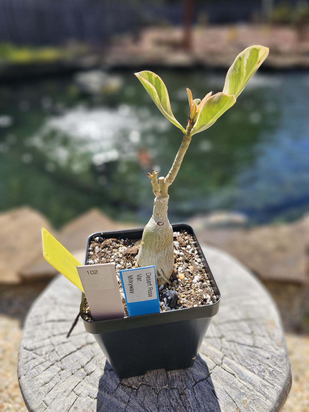 Variegated Desert Rose - Milky Way - 102 - Etsy