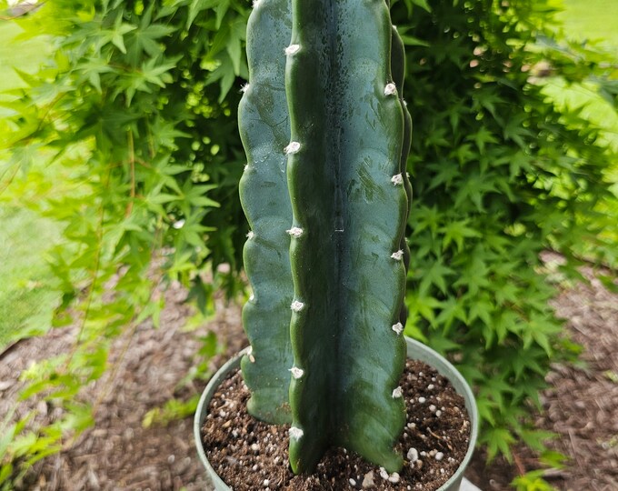 Cuddly Cactus Cereus Jamacaru - Etsy
