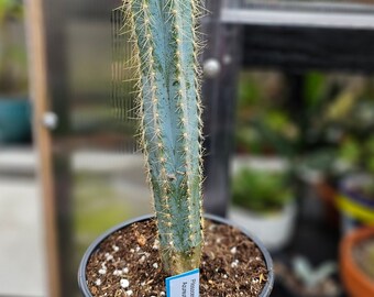 Exact Pilosocereus Azureus Cactus Plant, Fully Rooted - Columnar Type ...