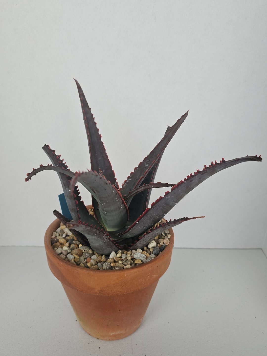 Aloe Divaricata Diablo - Etsy