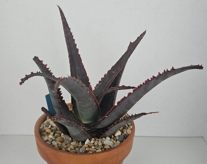 Aloe Divaricata Diablo - Etsy