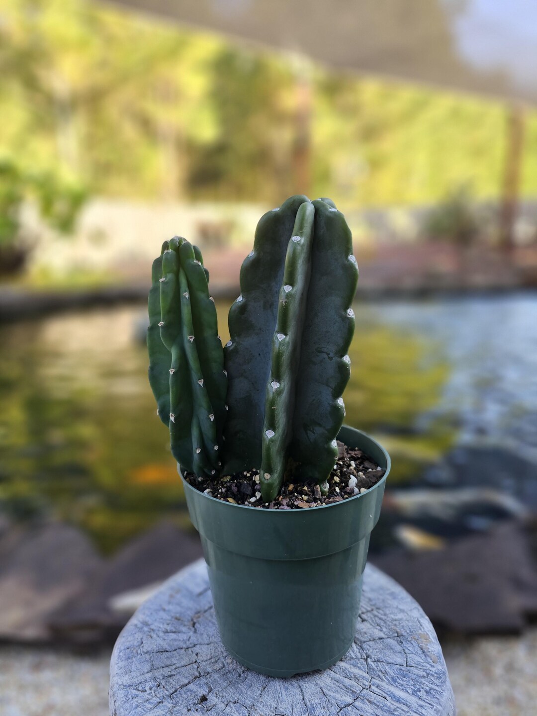 Cuddly Cactus Cereus Jamacaru - Etsy