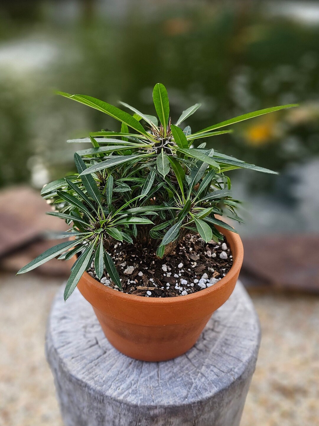 Beautiful Crested Madagascar Palm Great for Collectors - Etsy