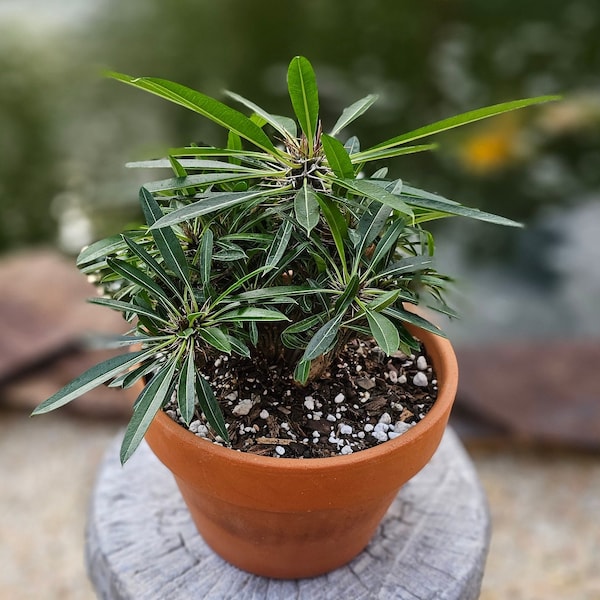 Madagascar Palm - Etsy