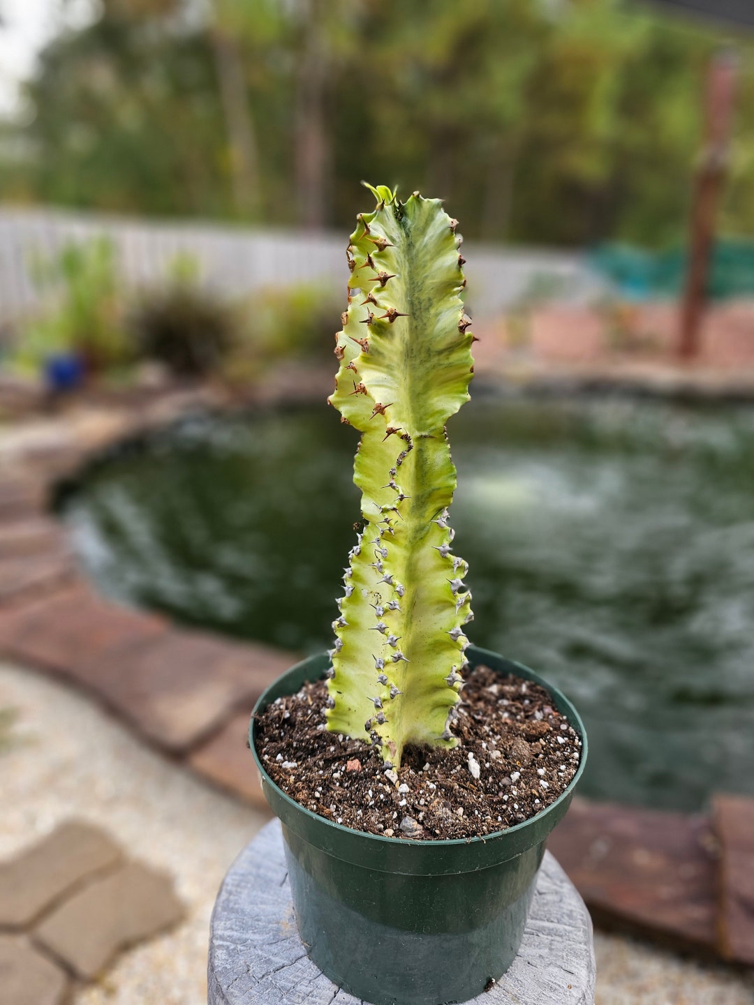 Euphorbia Ammak African Golden Candelabra - Etsy