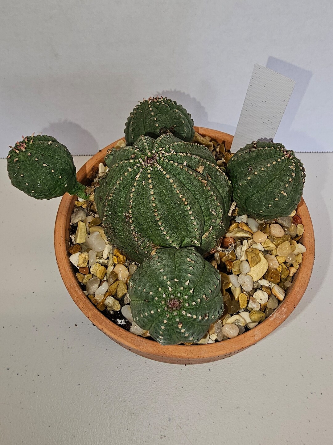 Euphorbia Obesa - Cluster! - Etsy