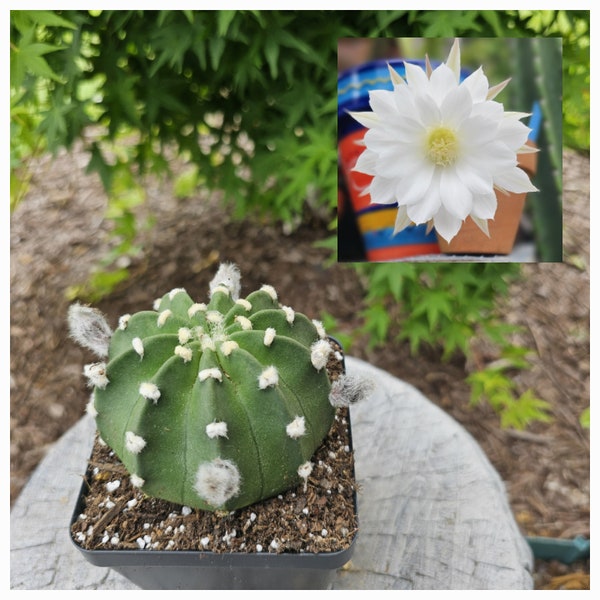 Domino Cactus - Etsy