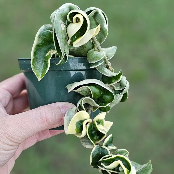 Variegated Hindu Rope Hoya - Etsy