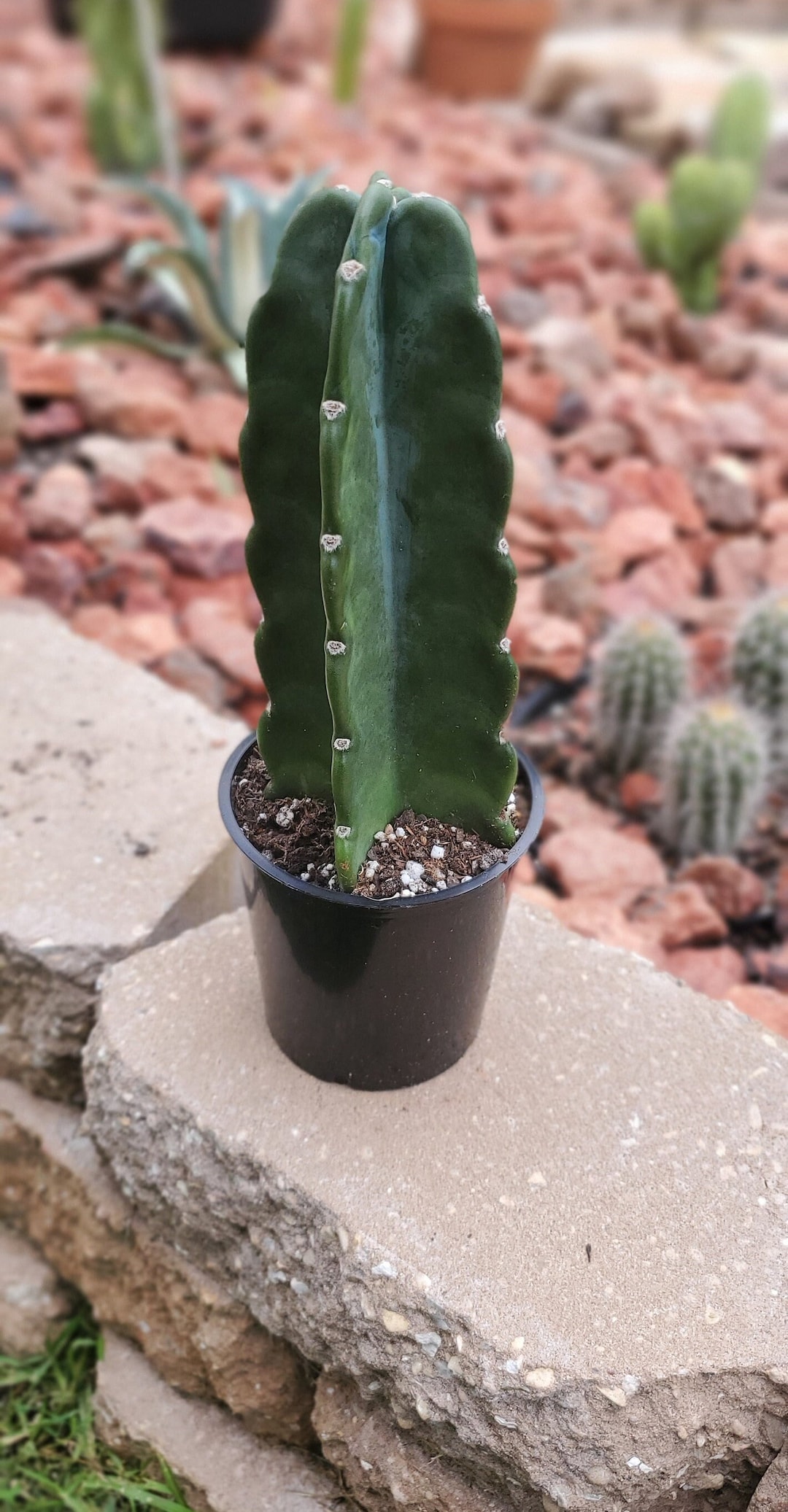 Cuddly Cactus Cereus Jamacaru - Etsy