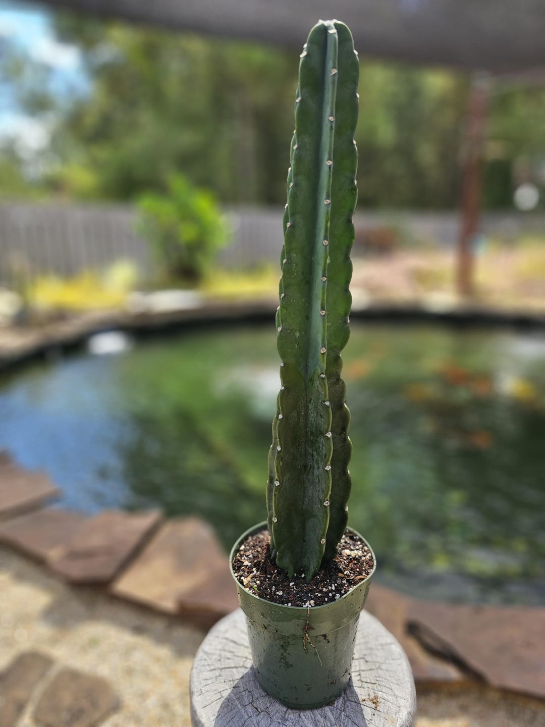 Cuddly Cactus - Cereus Jamacaru - Etsy