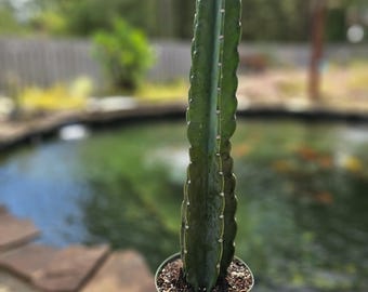 Cuddly Cactus Cereus Jamacaru - Etsy
