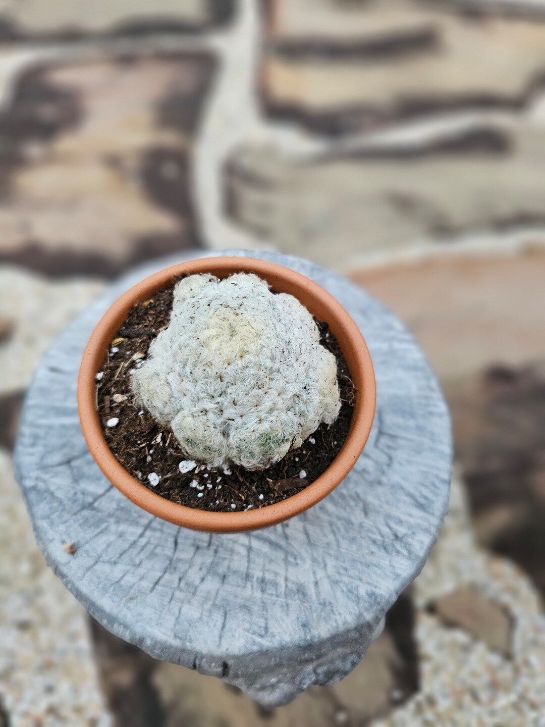 Feather Cactus Mammillaria Plumosa - Etsy