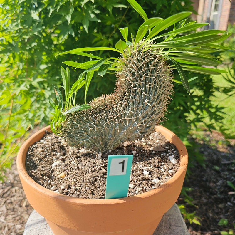 Madagascar Palm - Etsy