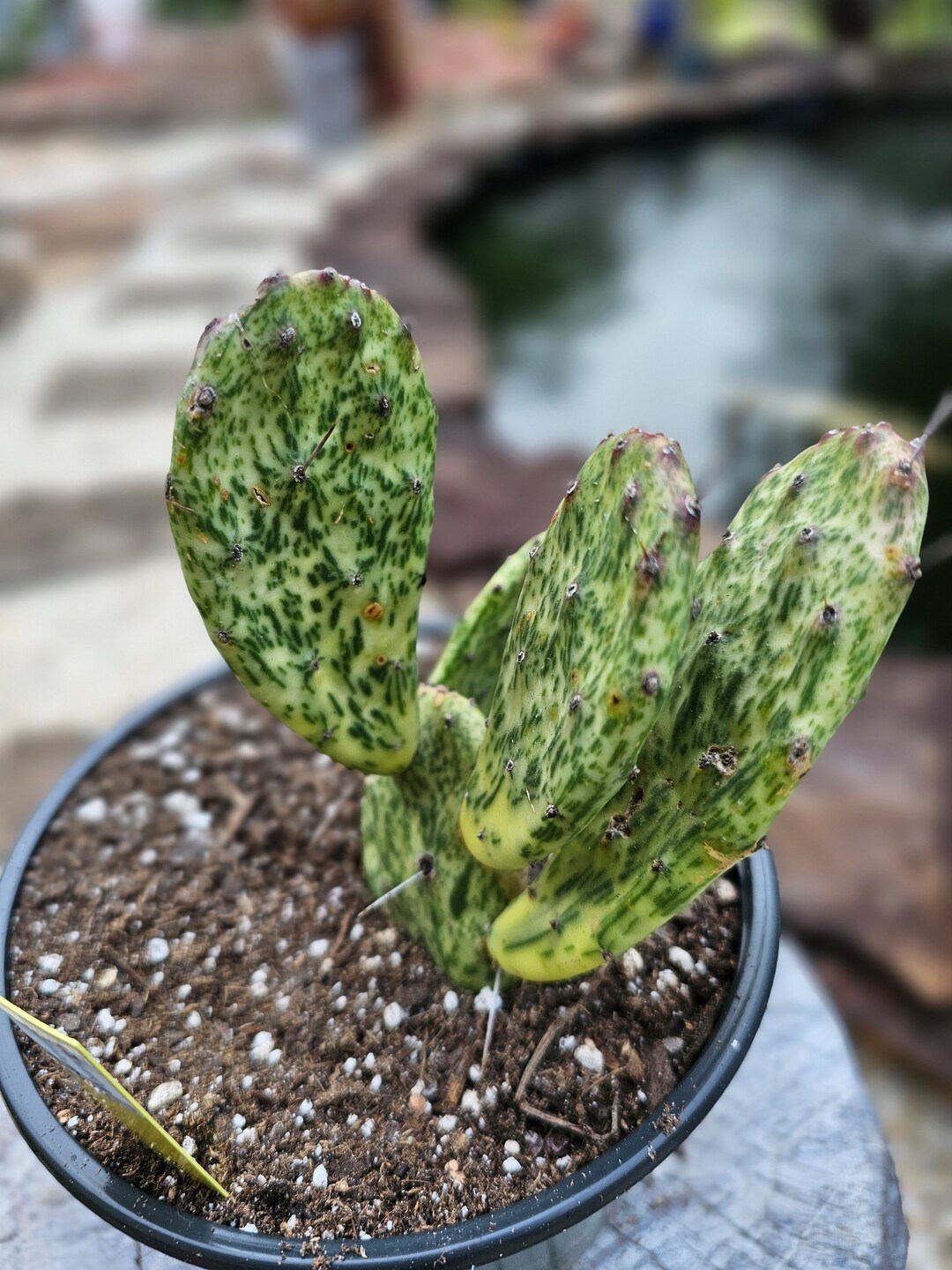 Opuntia Sunburst Variegated Prickly Pear Cactus 1 Unrooted Cutting/pad ...