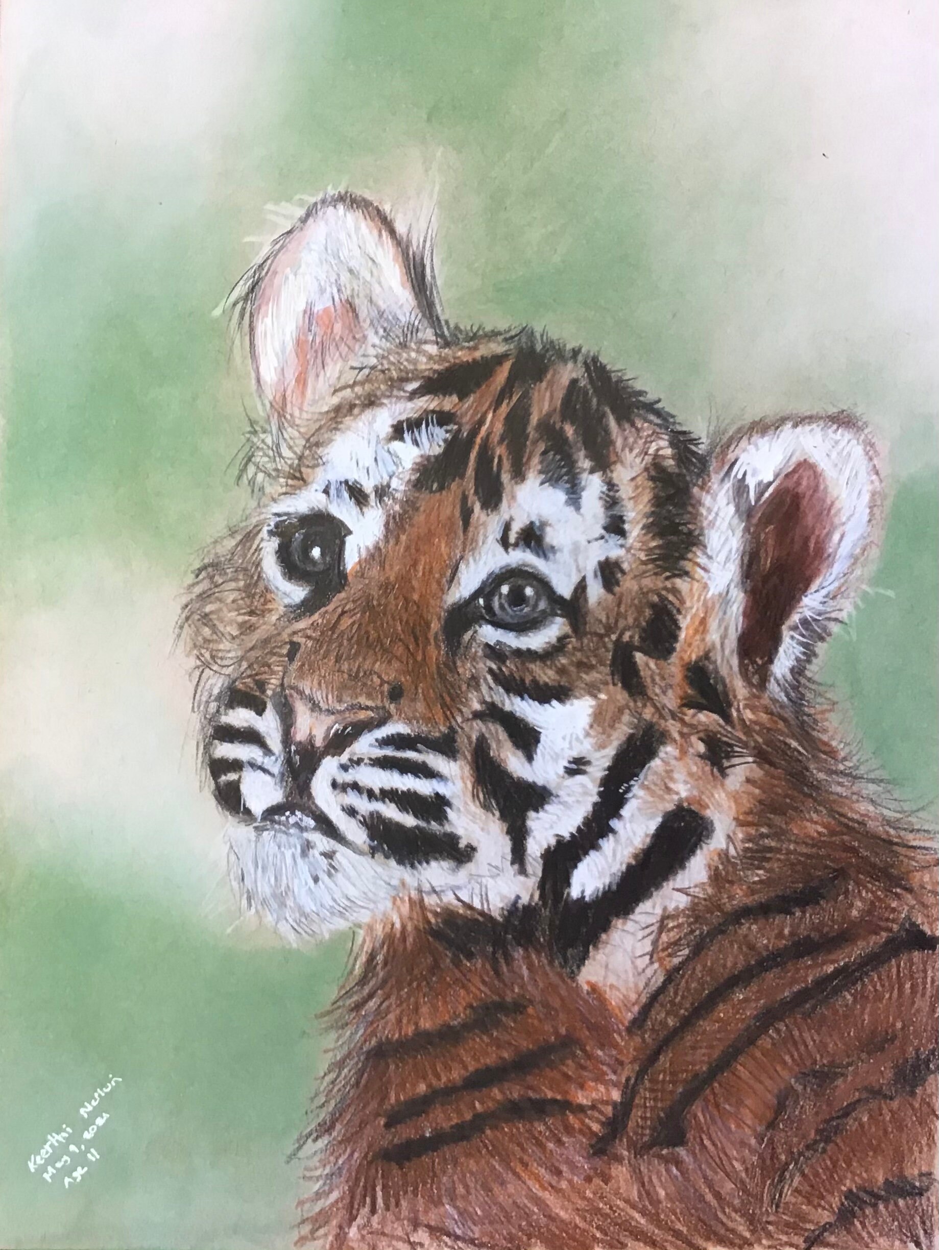 How To Draw A Realistic Tiger Marker Coloured Pencil