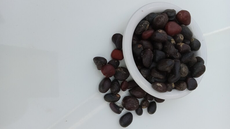 Palm Kernel Nuts, Palm Kernel Seeds, Palm Fruit Seeds, Aki West African ...