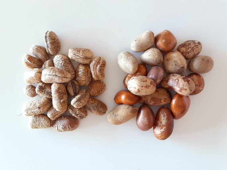 Calabash Nutmeg Wede Aba/ Erhe Ehuru / African Nutmeg peeled - Etsy