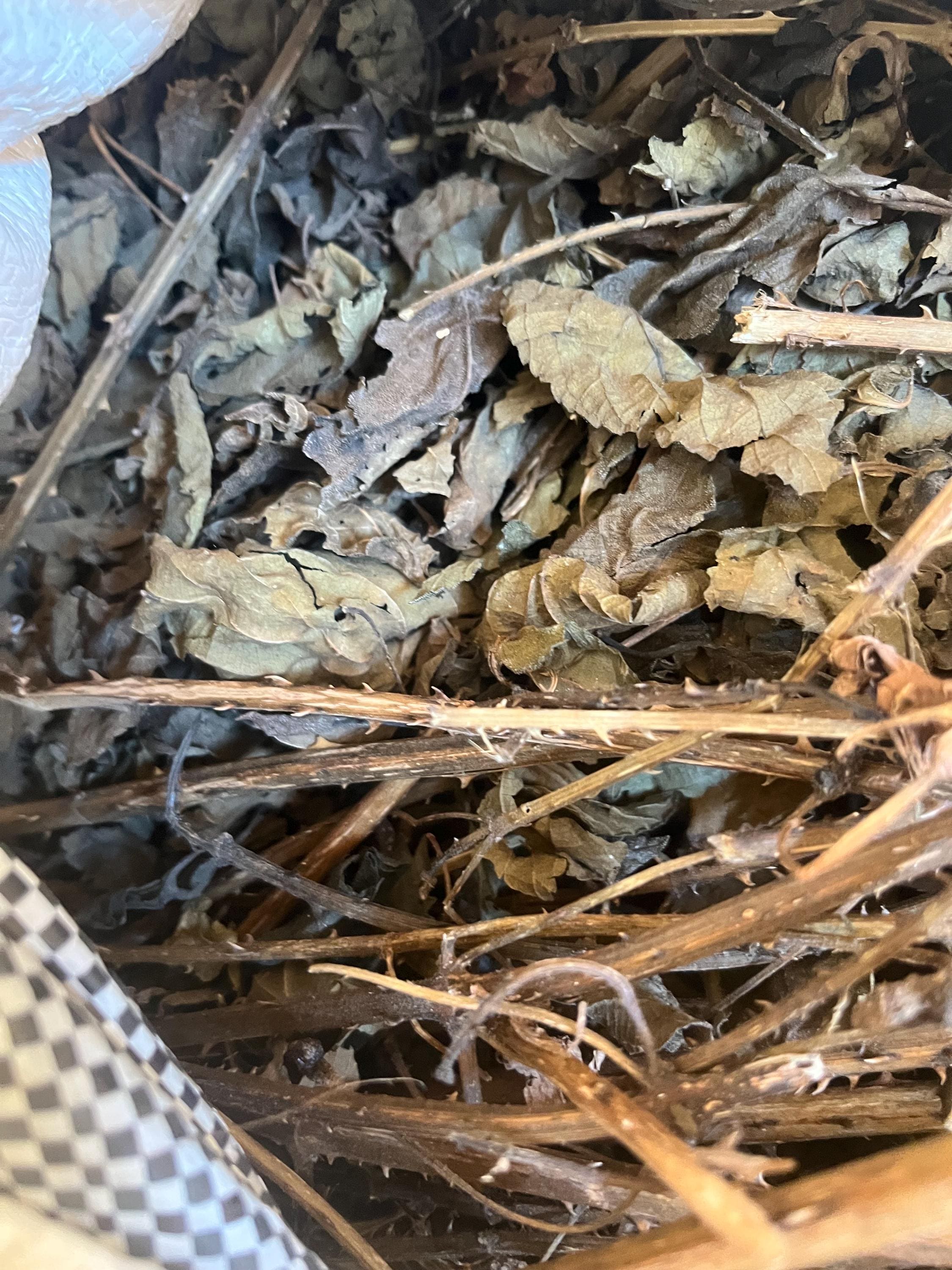 Lantana Camara, Ananse Dokono Plant Leaves and Sticks Mixed (dried) 30g ...