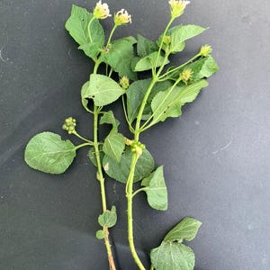 Lantana Camara, Ananse Dokono Plant Leaves and Sticks Mixed (dried) 30g ...