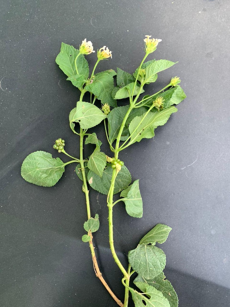 Lantana Camara, Ananse Dokono Plant Leaves and Sticks Mixed (dried) 30g ...