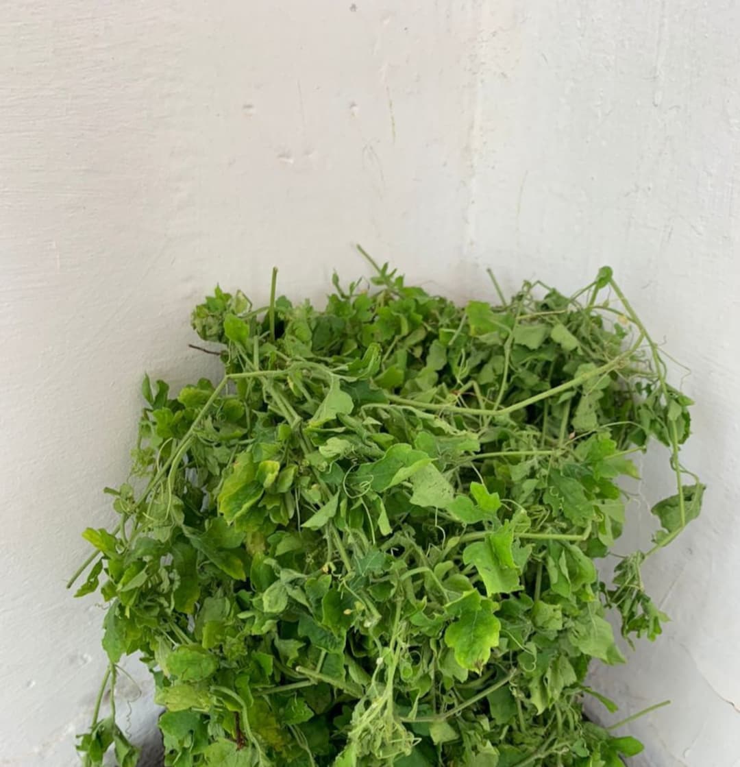 Buy Bitter Melon, Nyanyra From West Africa. Nyannya, Nyina, Nyinya ...